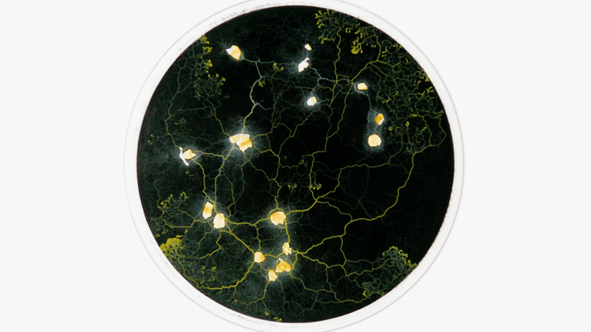 Timelapse Magic - Capturing the Dance of "The Blob" – Liquid Fungi