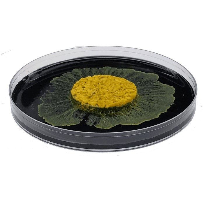 Blobs and Slime Molds – Liquid Fungi