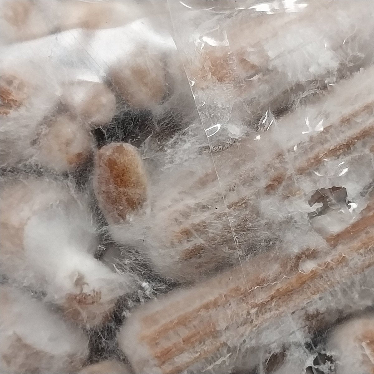 Liquid Fungi - Mushroom Liquid Culture, Grain Spawn, and Plug Spawn