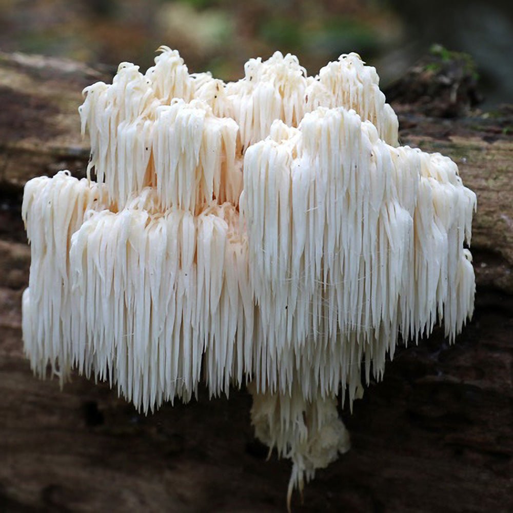 Bear's Head Tooth Mushroom Grain Spawn (1 pound) – Liquid Fungi