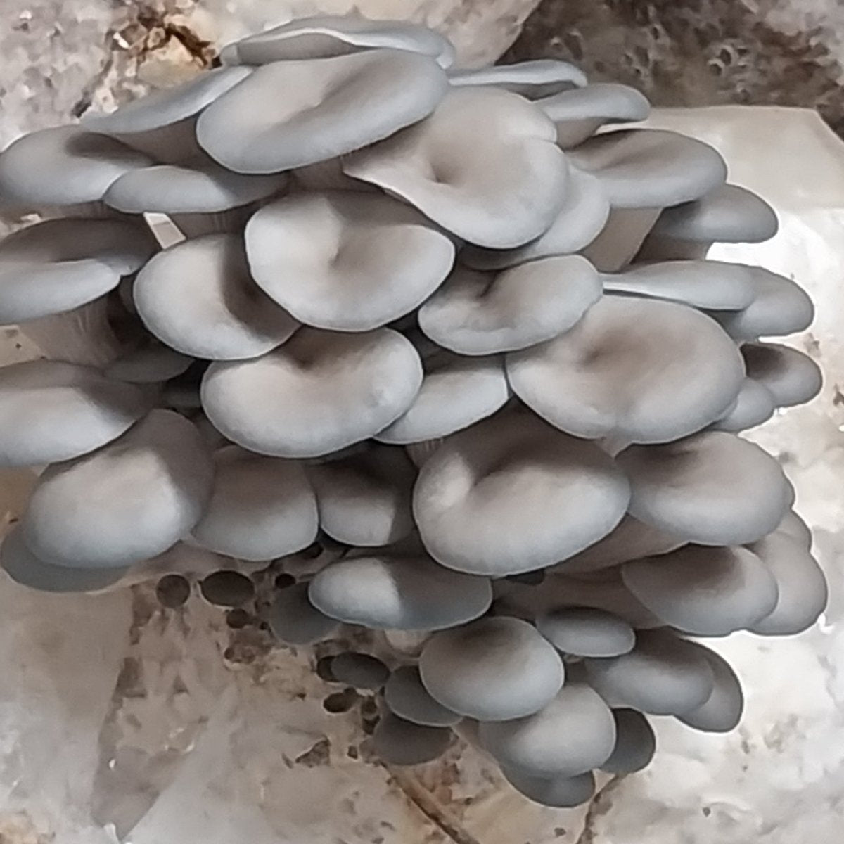 Mushroom Grain Spawn for Bulk Substrate – Liquid Fungi